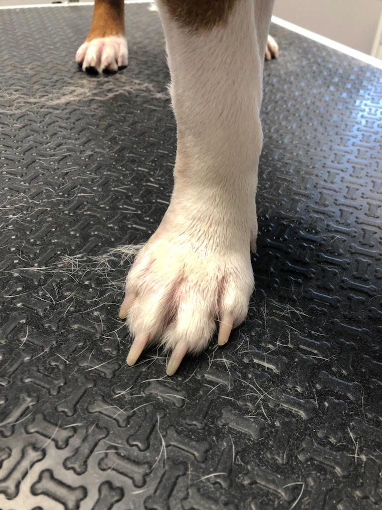 Service Menu – CG Grooming Company, LLC